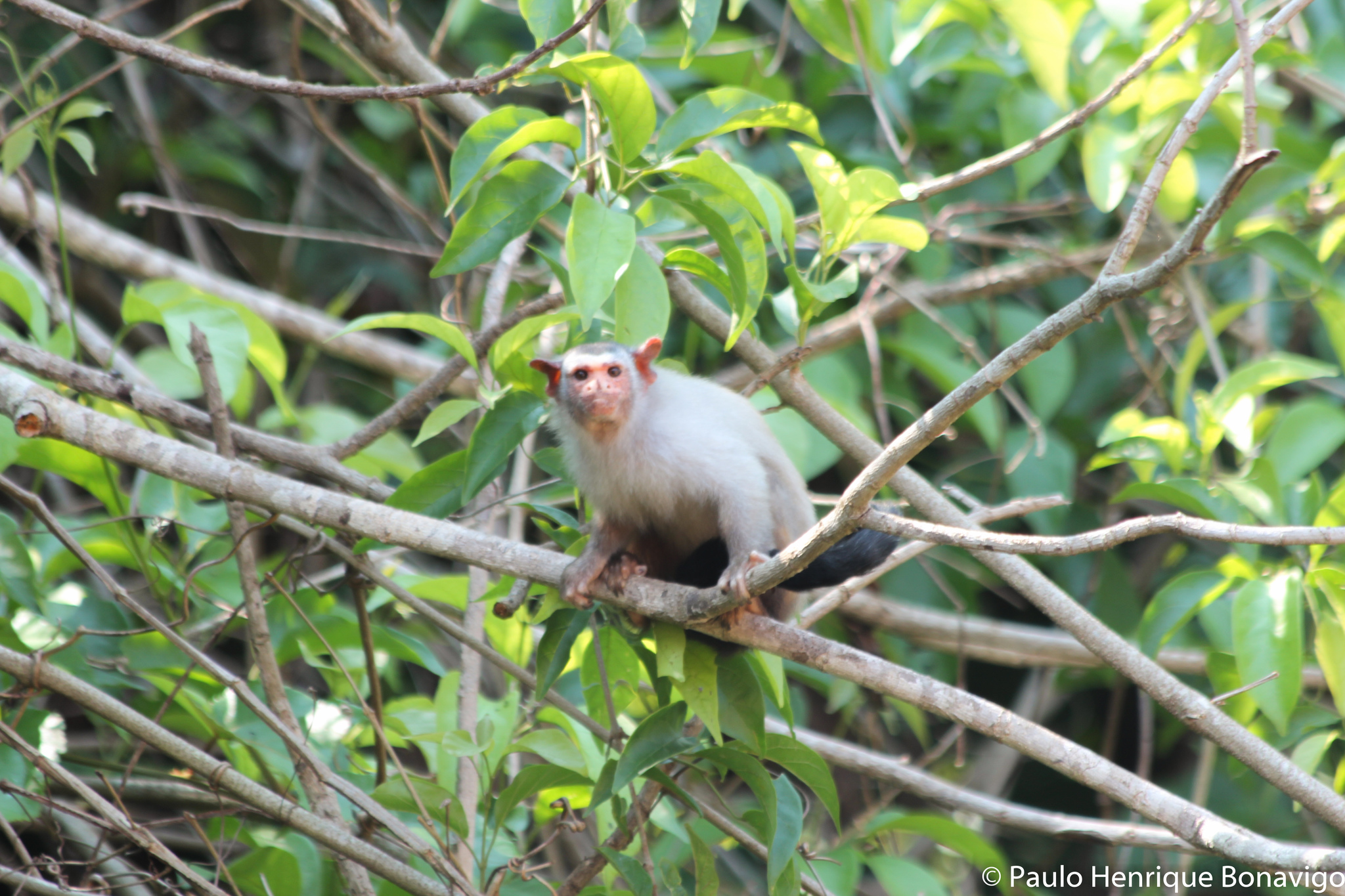 Conheça o Mico rondoni; espécie de macaco que só pode ser vista em ...